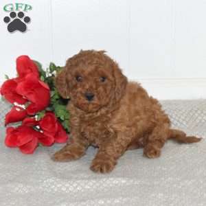 Bich-poo Puppies For Sale | Greenfield Puppies