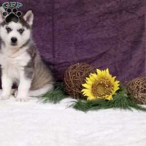Matthew Schlabach - Greenfield Puppies