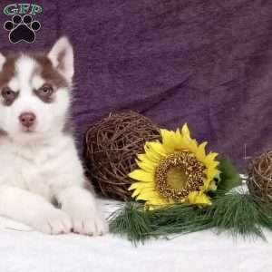 Matthew Schlabach - Greenfield Puppies