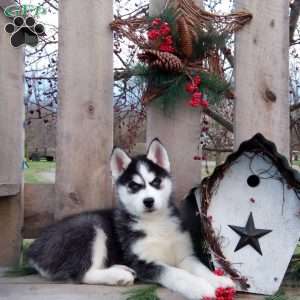 Matthew Schlabach - Greenfield Puppies