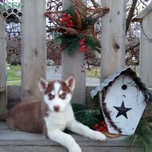 Matthew Schlabach - Greenfield Puppies
