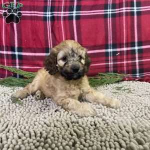 Cockapoo Puppies for Sale | Greenfield Puppies