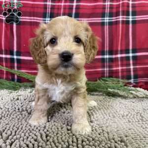 Cockapoo Puppies for Sale | Greenfield Puppies