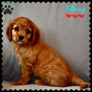 Cockalier Puppies For Sale | Greenfield Puppies