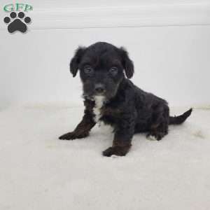 Jack-A-Poo Puppies For Sale - Greenfield Puppies
