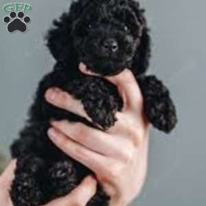 Debra Zaktansky - Greenfield Puppies