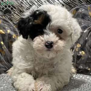 William Byler - Greenfield Puppies