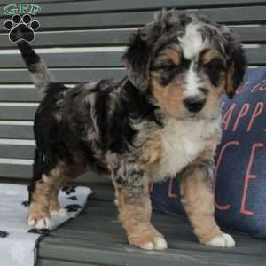 Arlin Beachy - Greenfield Puppies