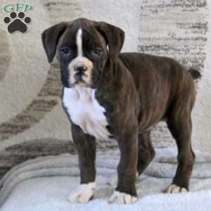 Boxer Puppies For Sale - Greenfield Puppies