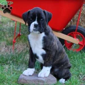 Boxer Puppies For Sale - Greenfield Puppies