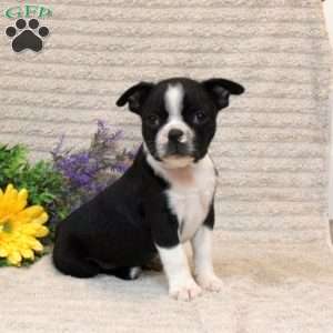 Boston Terrier Puppies For Sale - Greenfield Puppies