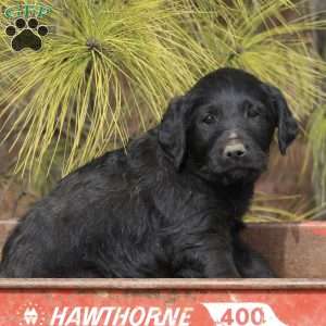 Labradoodle Puppies For Sale | Greenfield Puppies