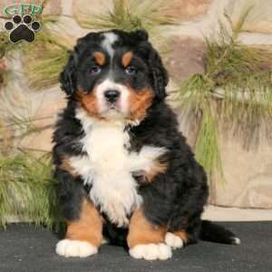 Steven & Marilyn Esh - Greenfield Puppies