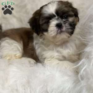 Emanuel Byler - Greenfield Puppies