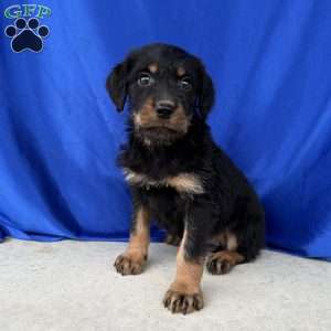 Rottie-Poo Puppies For Sale | Greenfield Puppies