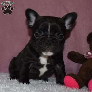 Willis Yoder - Greenfield Puppies