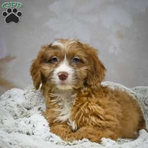 Springerdoodle Puppies for Sale | Greenfield Puppies