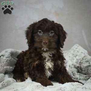 Springerdoodle Puppies for Sale | Greenfield Puppies