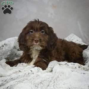 Springerdoodle Puppies for Sale | Greenfield Puppies