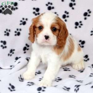 Steven & Sarah Fisher - Greenfield Puppies