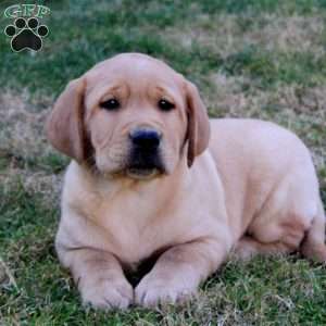 Fox Red Labrador Retriever Puppies for Sale | Greenfield Puppies