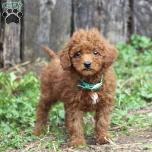 Benuel & Rachel Smucker - Greenfield Puppies