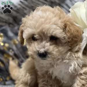 William Byler - Greenfield Puppies