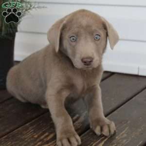 Silver Labrador Retriever Puppies For Sale - Greenfield Puppies