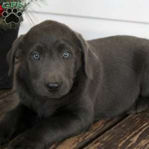 Charcoal Labrador Retriever Puppies for Sale | Greenfield Puppies
