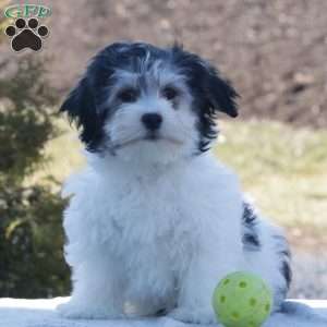 David & Naomi Smucker - Greenfield Puppies