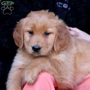 Daniel & Esther Lapp - Greenfield Puppies