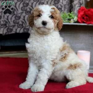 Daniel Zook - Greenfield Puppies