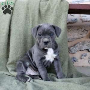 Kathy Beiler - Greenfield Puppies