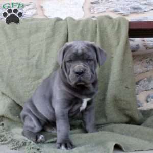 Cane Corso Puppies For Sale | Greenfield Puppies