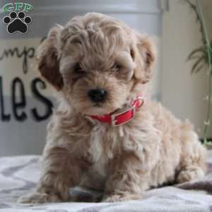 Cockapoo Puppies for Sale | Greenfield Puppies