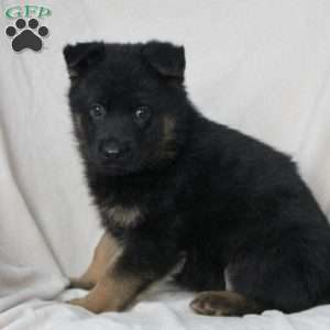 Elam & Mary Stoltzfus - Greenfield Puppies