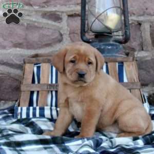 Fox Red Labrador Retriever Puppies for Sale | Greenfield Puppies