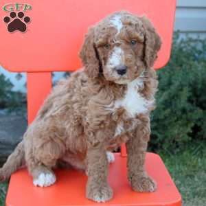 Raymond & Sarah Stoltzfus - Greenfield Puppies