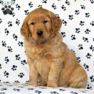Amos J. Stoltzfus - Greenfield Puppies