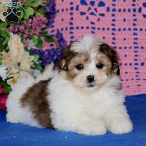 Miniature Poodle Mix Puppies For Sale | Greenfield Puppies