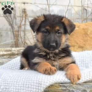 German Shepherd Puppies For Sale - Greenfield Puppies
