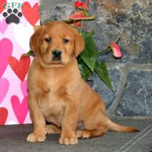 Fox Red Labrador Retriever Puppies for Sale - Greenfield Puppies