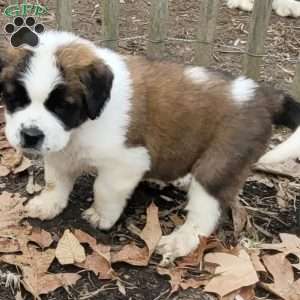 Debra Weston - Greenfield Puppies