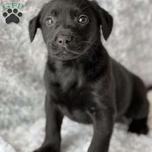 Labrador Mix Puppies For Sale | Greenfield Puppies