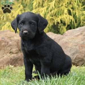 Labradoodle Puppies For Sale | Greenfield Puppies