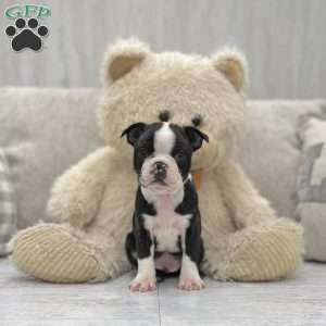 Amy Troyer - Greenfield Puppies