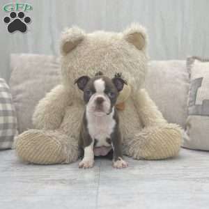 Amy Troyer - Greenfield Puppies