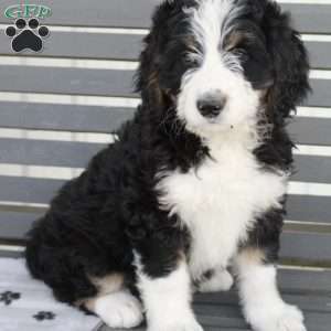 Arlin Beachy - Greenfield Puppies