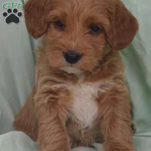 Poogle Puppies For Sale | Greenfield Puppies