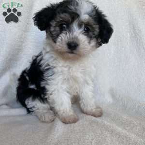 Havapoo Puppies For Sale | Greenfield Puppies